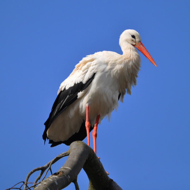Melyik madarak repülnek el télen?
