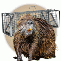 A hód csapdák | AGROFORTEL.HU